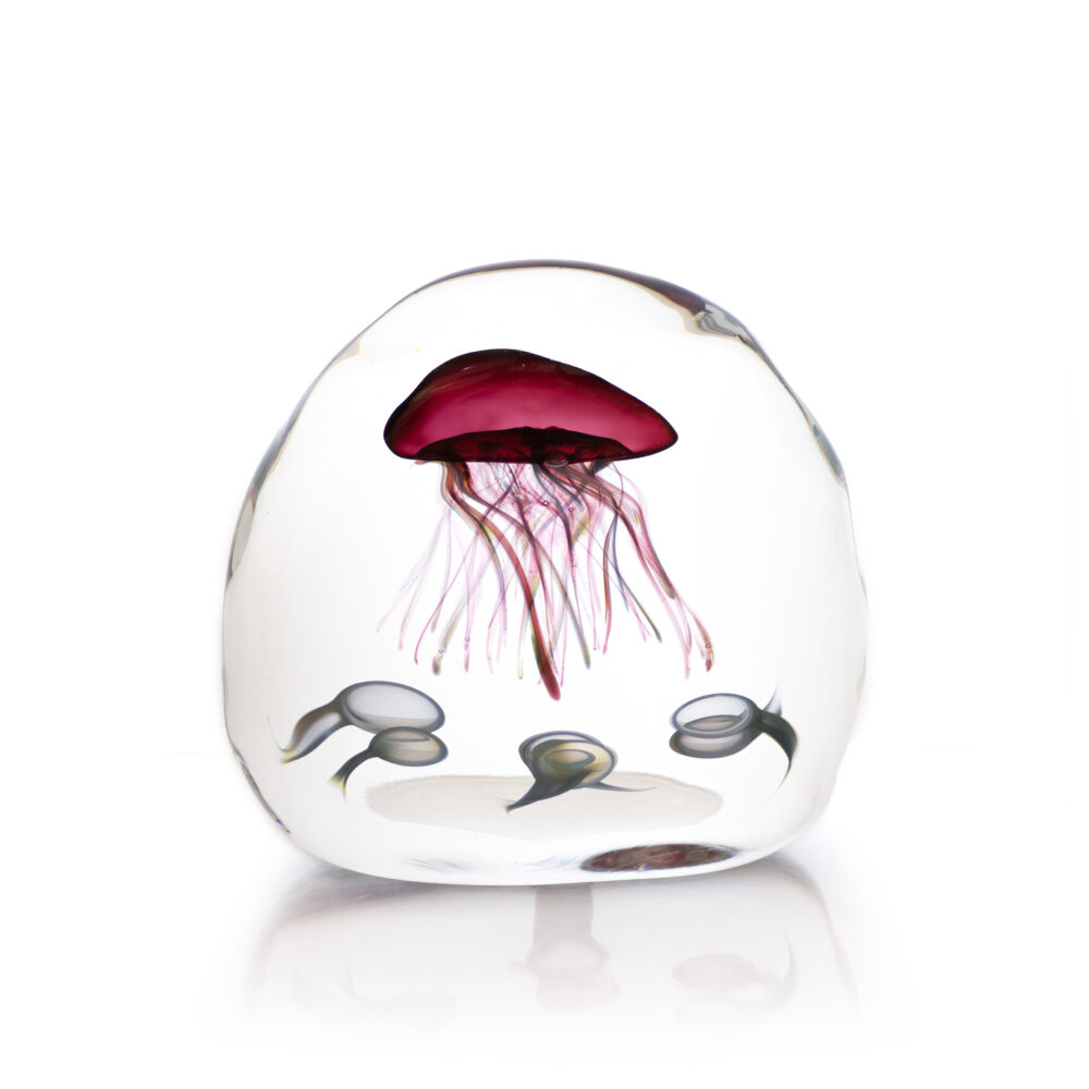 Sea Life – AEfolio